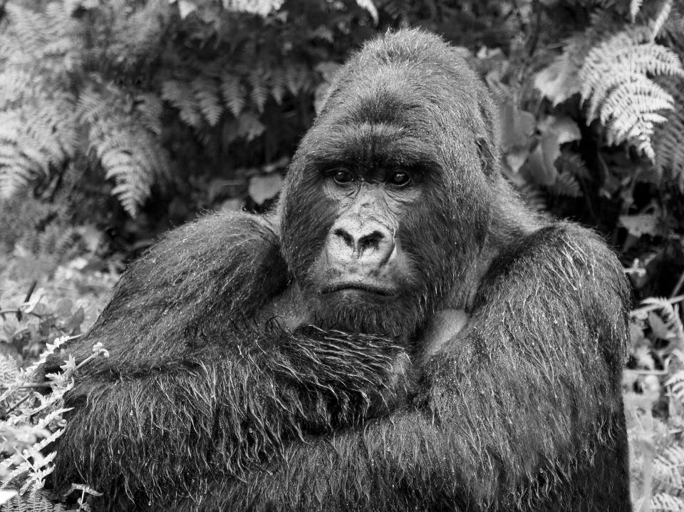 Silverback Justice | Shutterbug